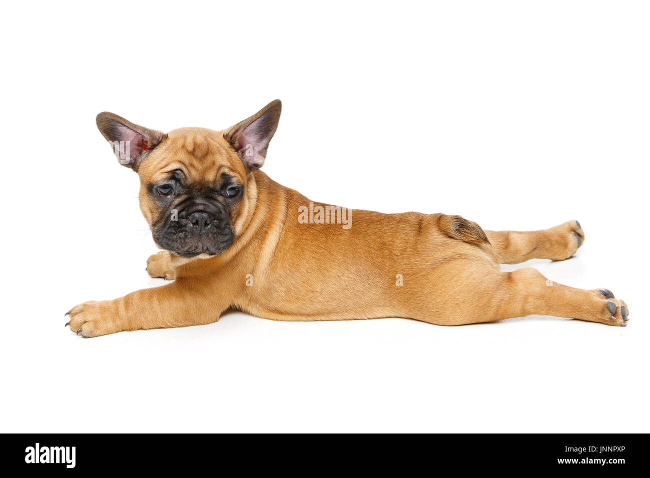 Bulldog puppy sitting on Cut Out Stock Images & Pictures - Alamy