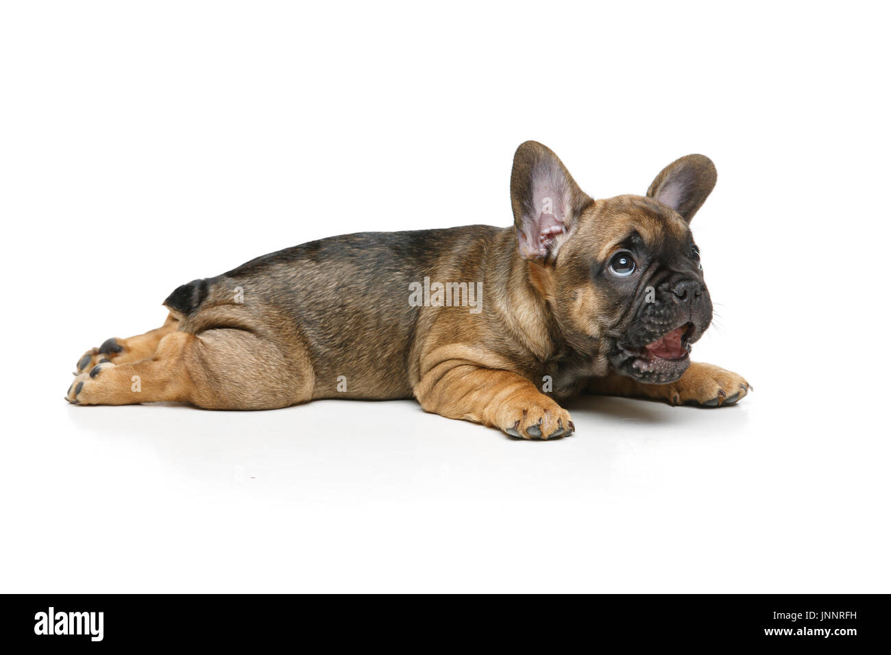 Bulldog puppy sitting on Cut Out Stock Images & Pictures - Alamy