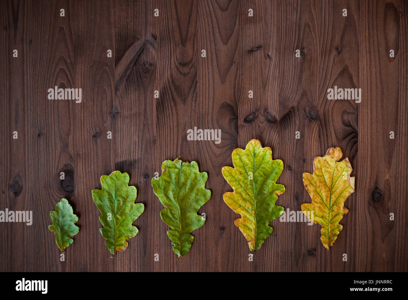 Line of oak leaves in different stages of aging. Beautiful oak leaves ...