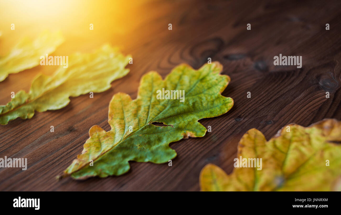 Beautiful oak leaves on wooden background. Side view. Lens flare effect ...