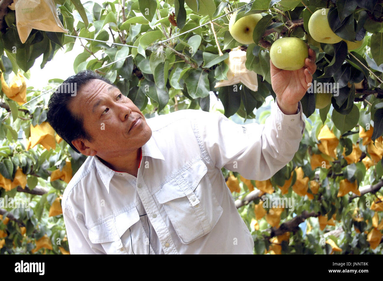 TOTTORI, Japan - Takashi Yamamoto, a 30-year veteran in the pear ...