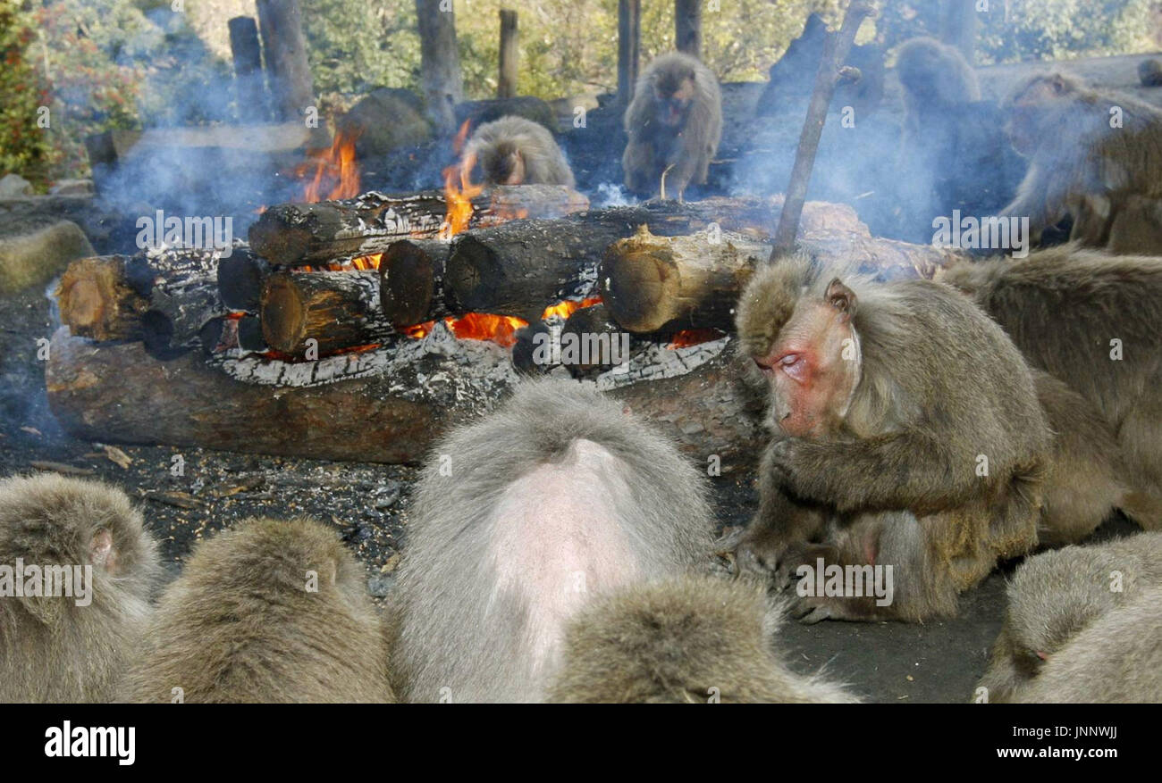 NAGOYA, Japan - A herd of Yaku monkeys in Japan Monkey Park in Inuyama ...