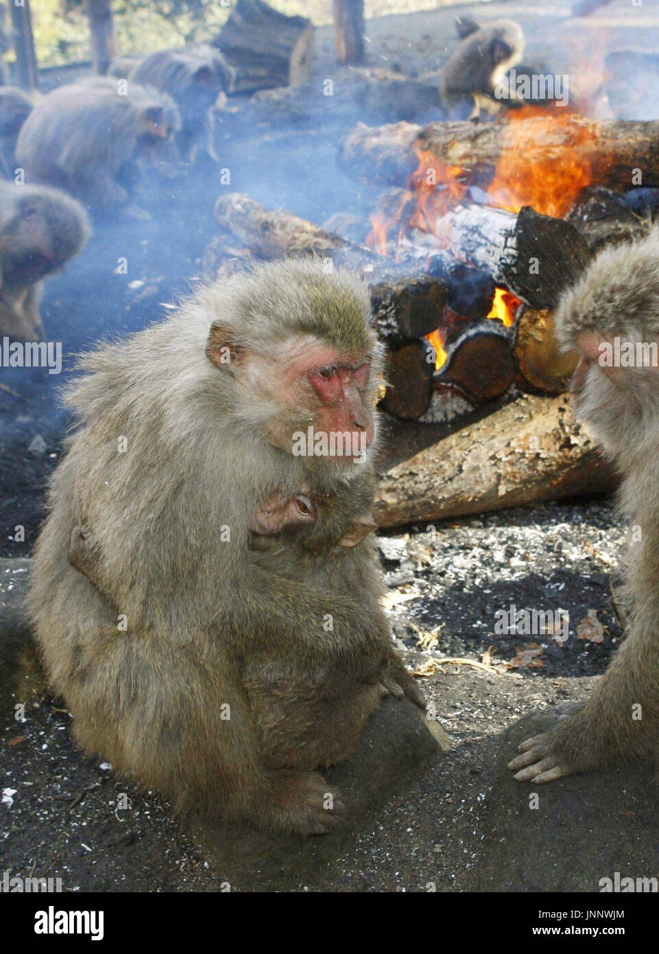 NAGOYA, Japan - A herd of Yaku monkeys in Japan Monkey Park in Inuyama ...