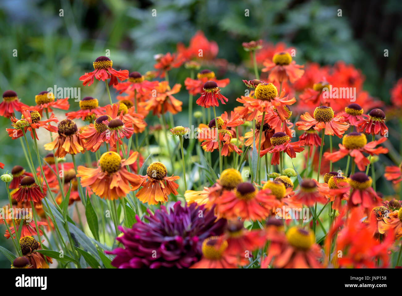 Helenium Moerheim Beauty, asteraceae Stock Photo - Alamy