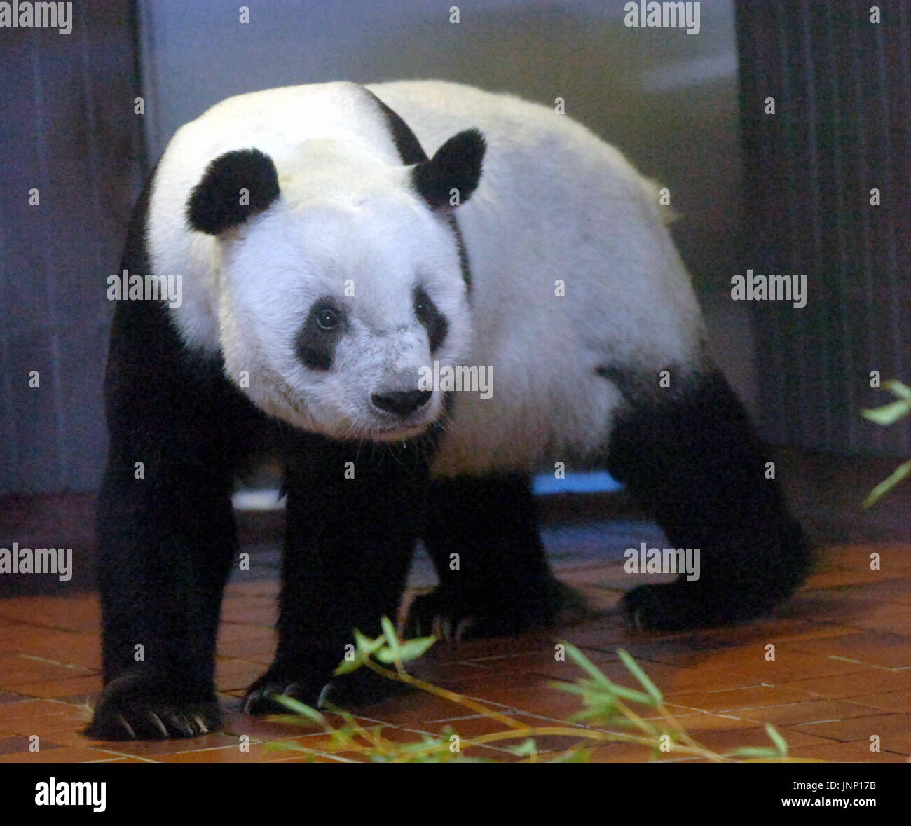 TOKYO, Japan - Ling Ling (file photo taken in October, 2005), a male ...