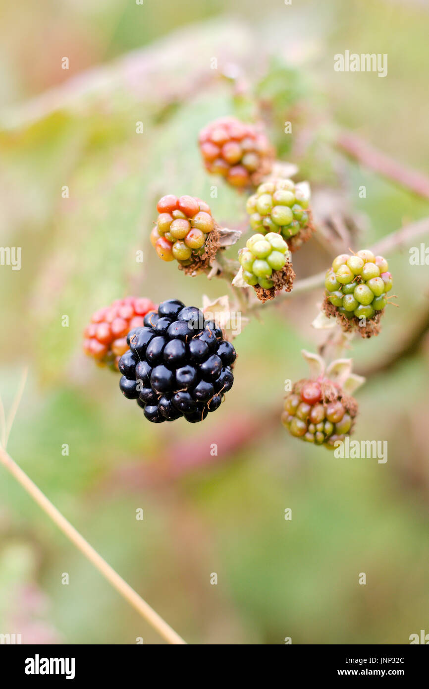 Ripe blackberry ready for picking Stock Photo - Alamy