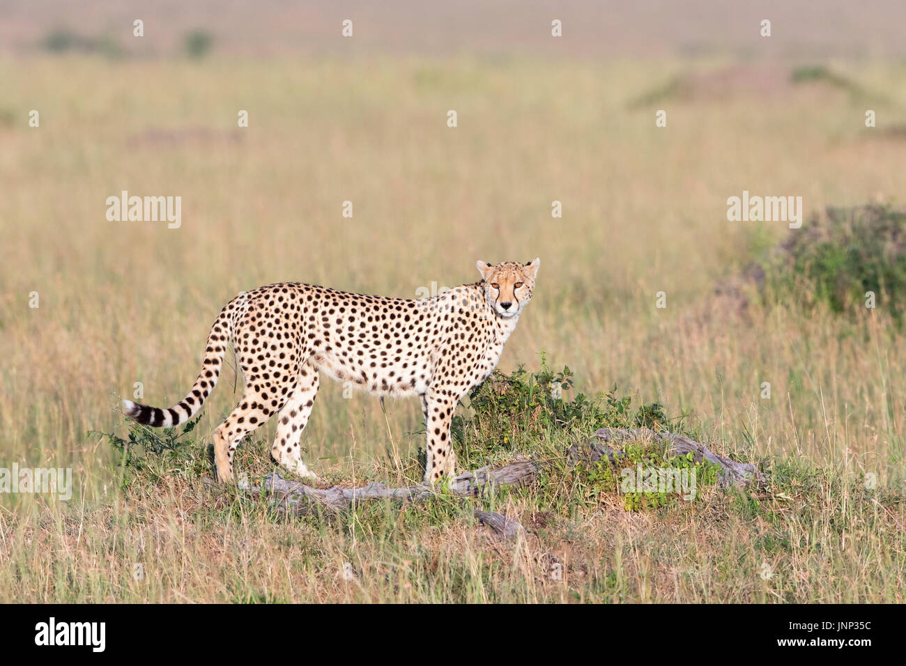 Cheetah standing on the savannah and watching Stock Photo - Alamy