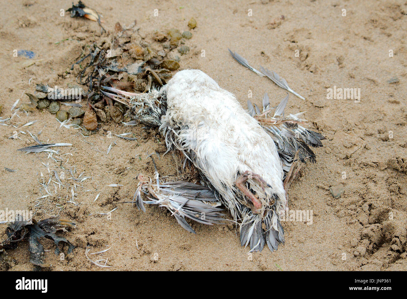Dead seabird hi-res stock photography and images - Alamy