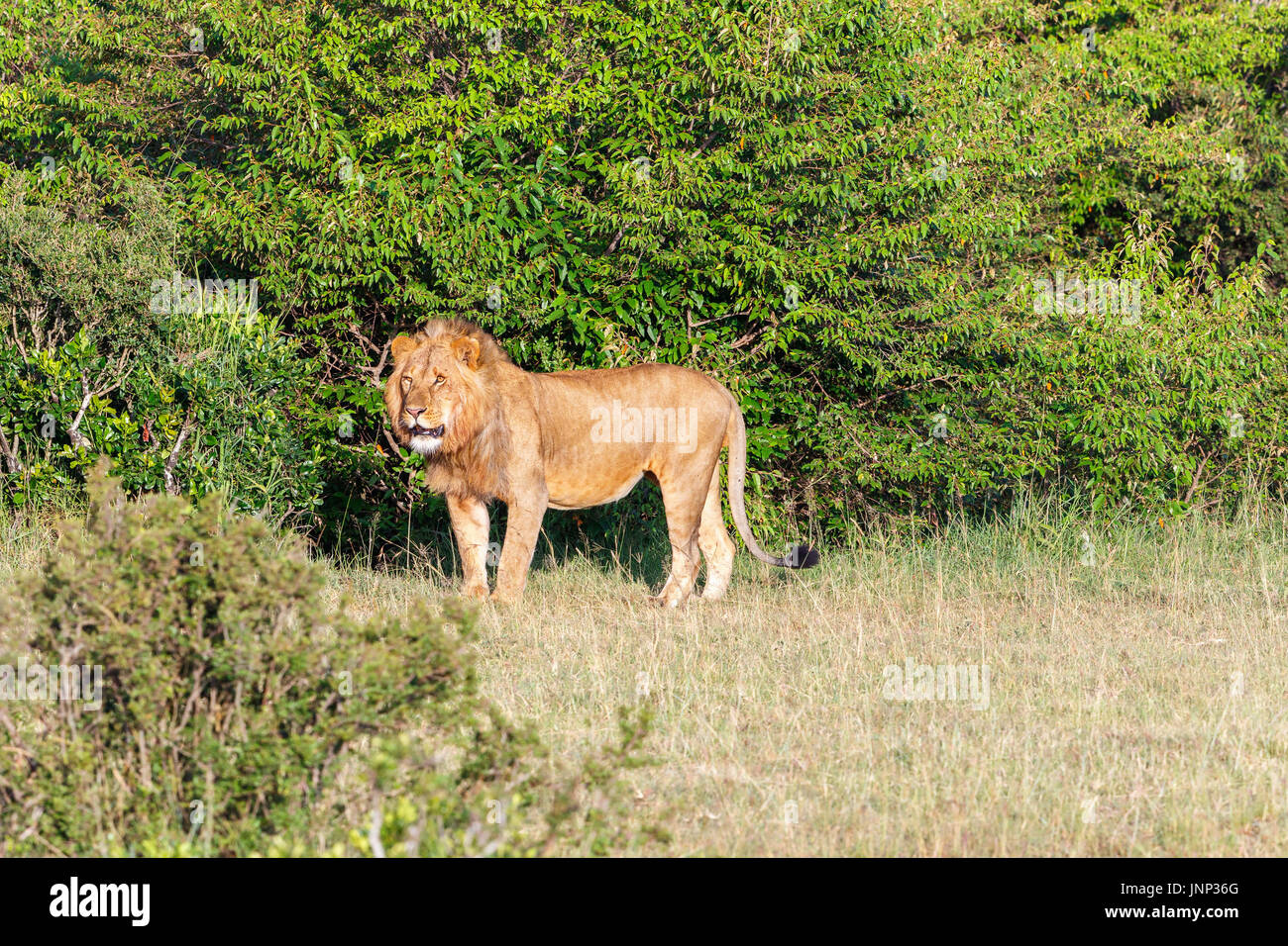 Male lion standing and looking at the bushes on the savannah in Africa ...