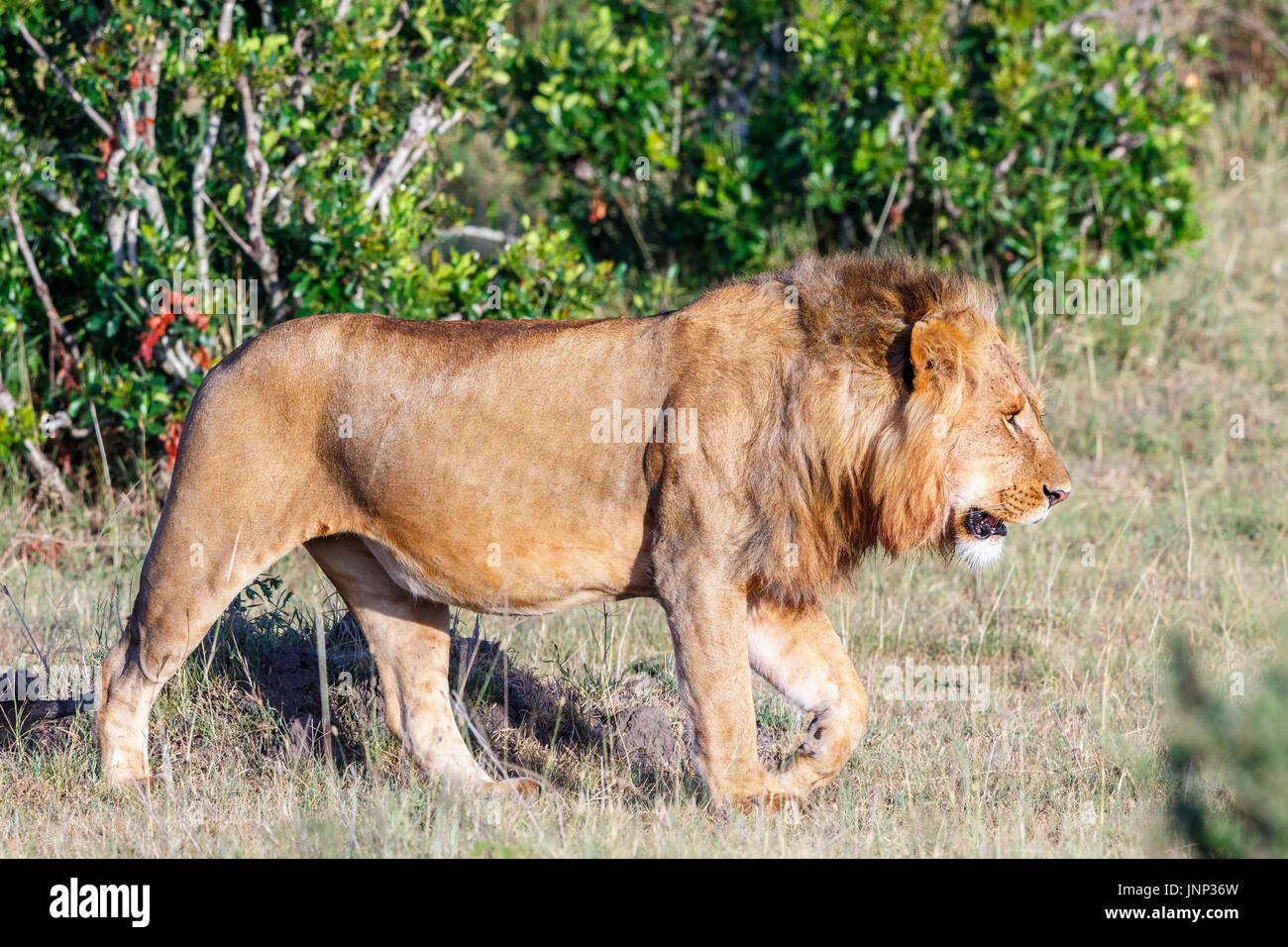 Male lion walking on the African savannah Stock Photo - Alamy