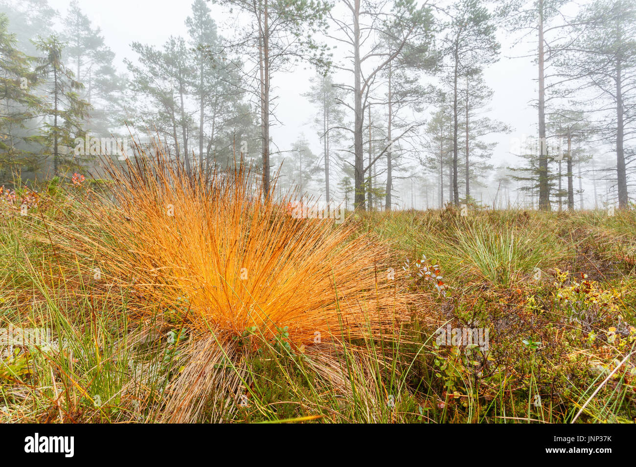 In the desert spruce forest hi-res stock photography and images - Alamy