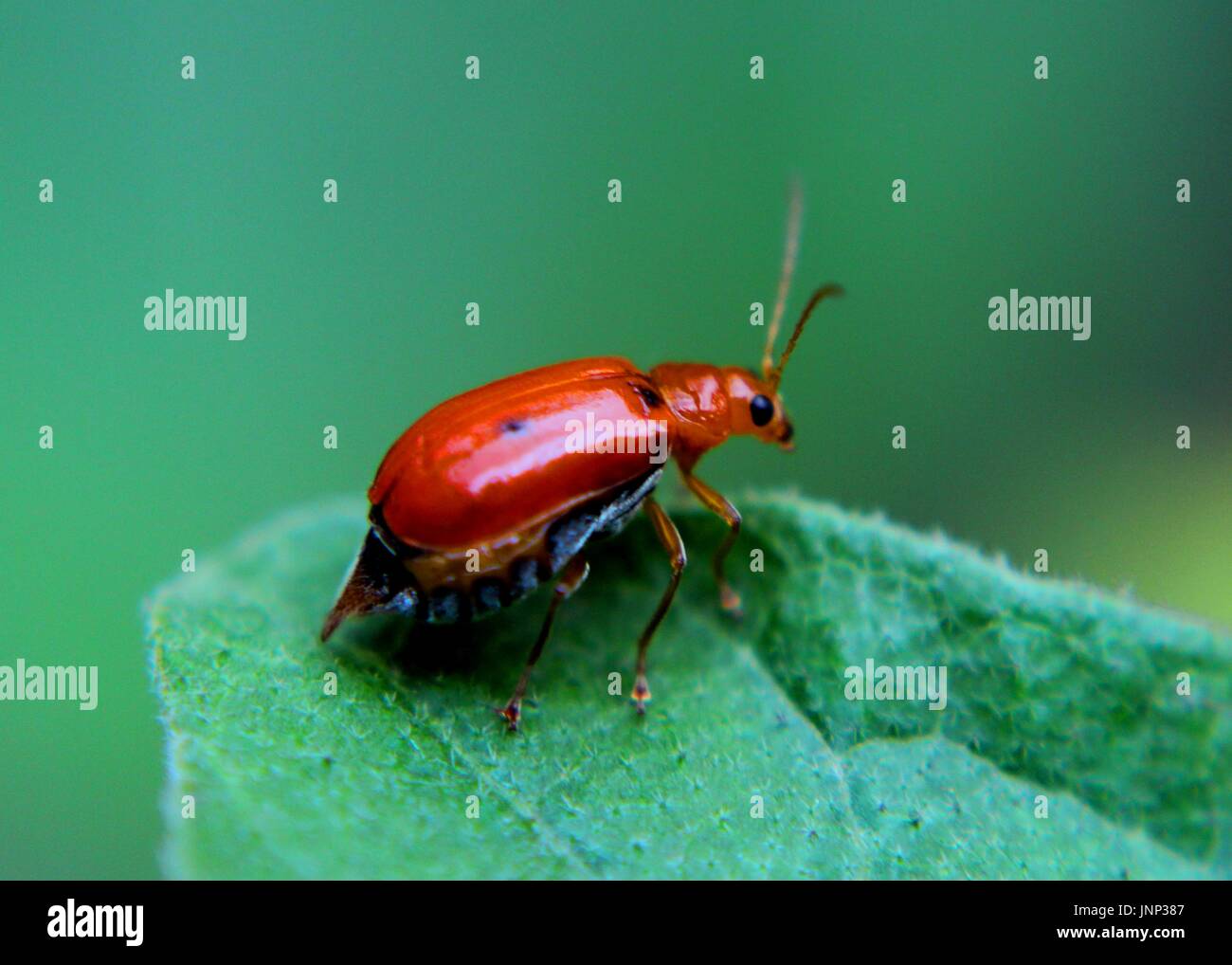 close-up, macro view of a small orange / red color insect / bug - on a ...