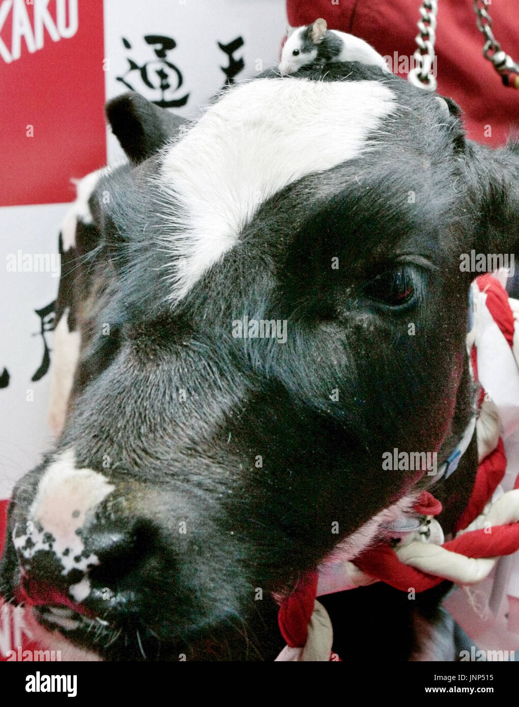 OSAKA, Japan - A panda mouse is seen on the head of a Holstein cow in ...
