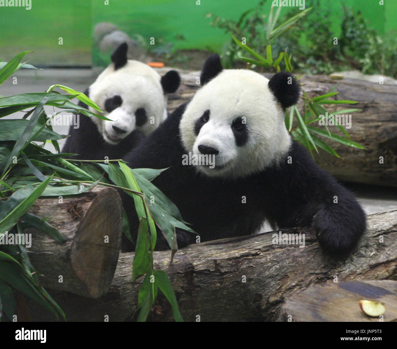 TAIPEI, Taiwan - Two giant pandas from China went on display at the ...