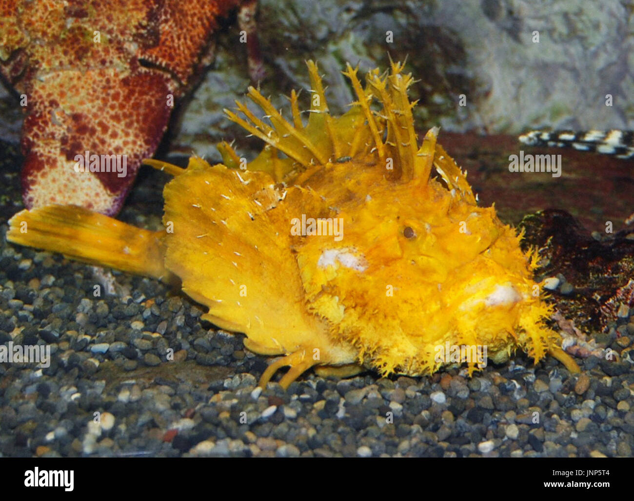 TSU, Japan - This photo taken Jan. 23 shows a rare golden demon stinger ...