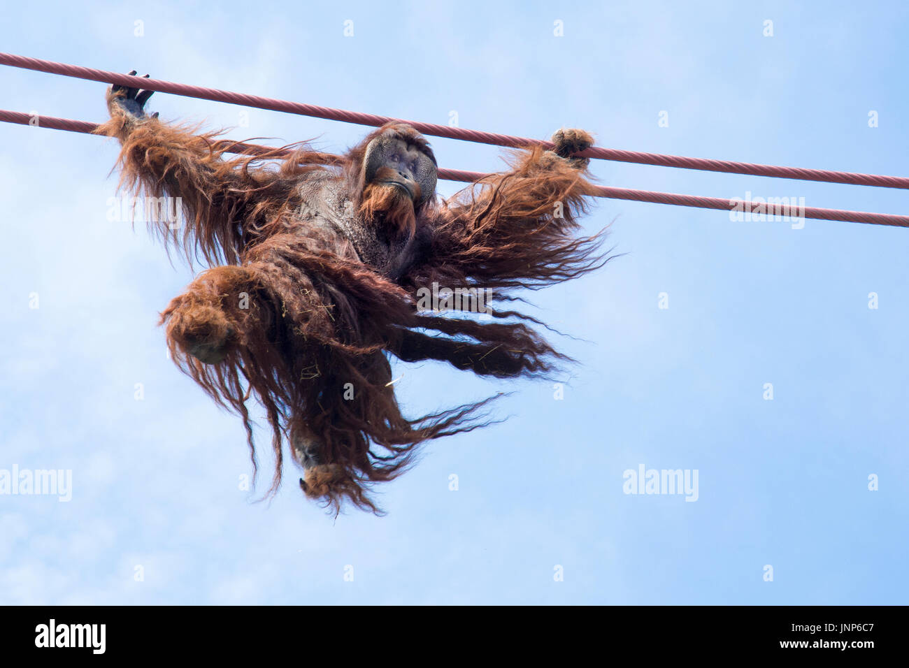 Orangutan feet hi-res stock photography and images - Alamy