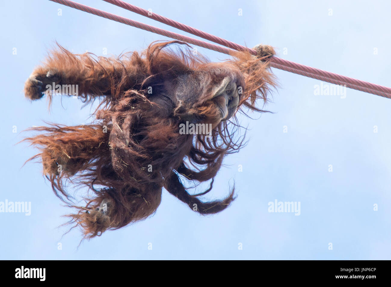 Brachiates hi-res stock photography and images - Alamy