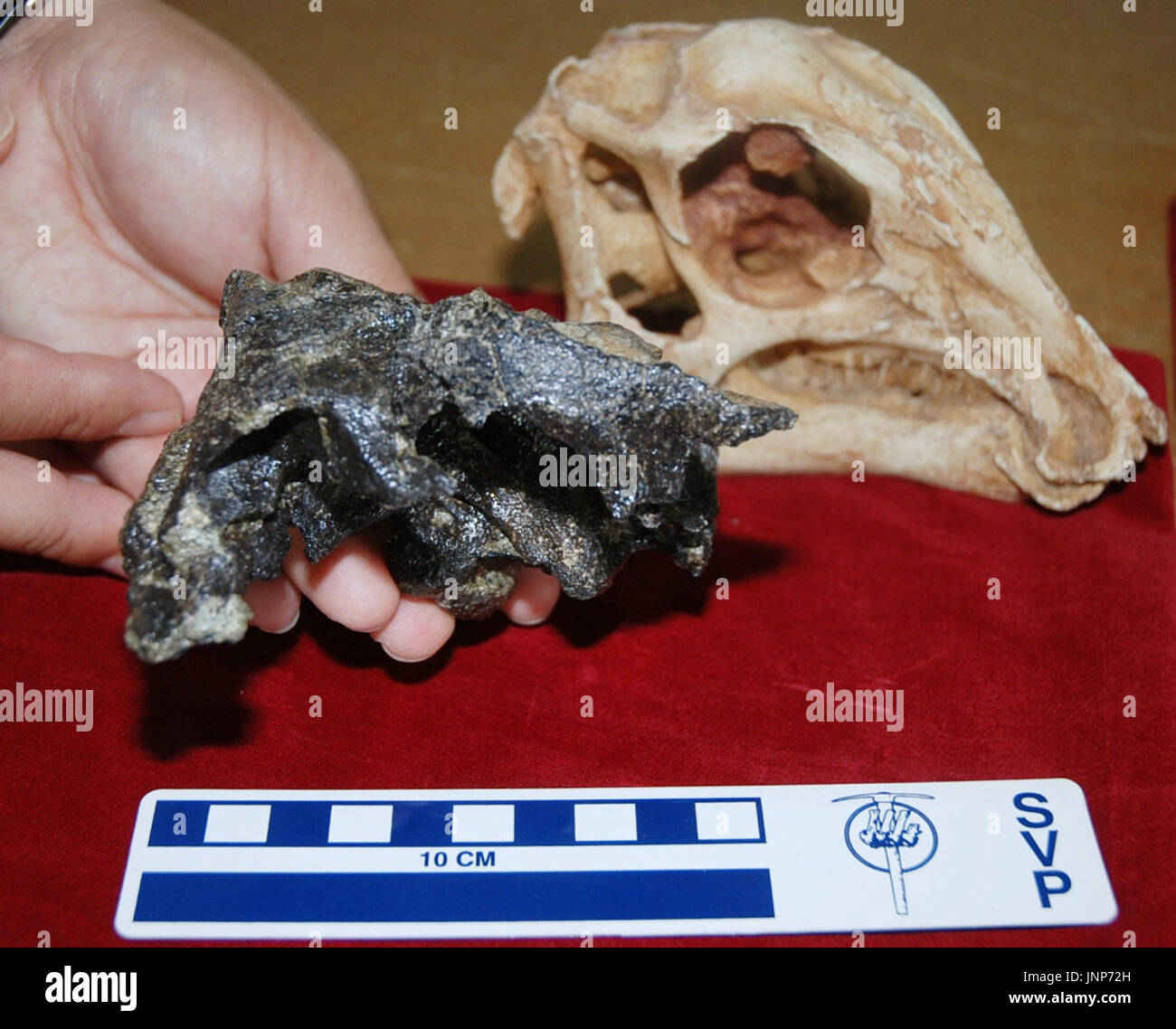 Hadrosaurid dinosaur hi-res stock photography and images - Alamy