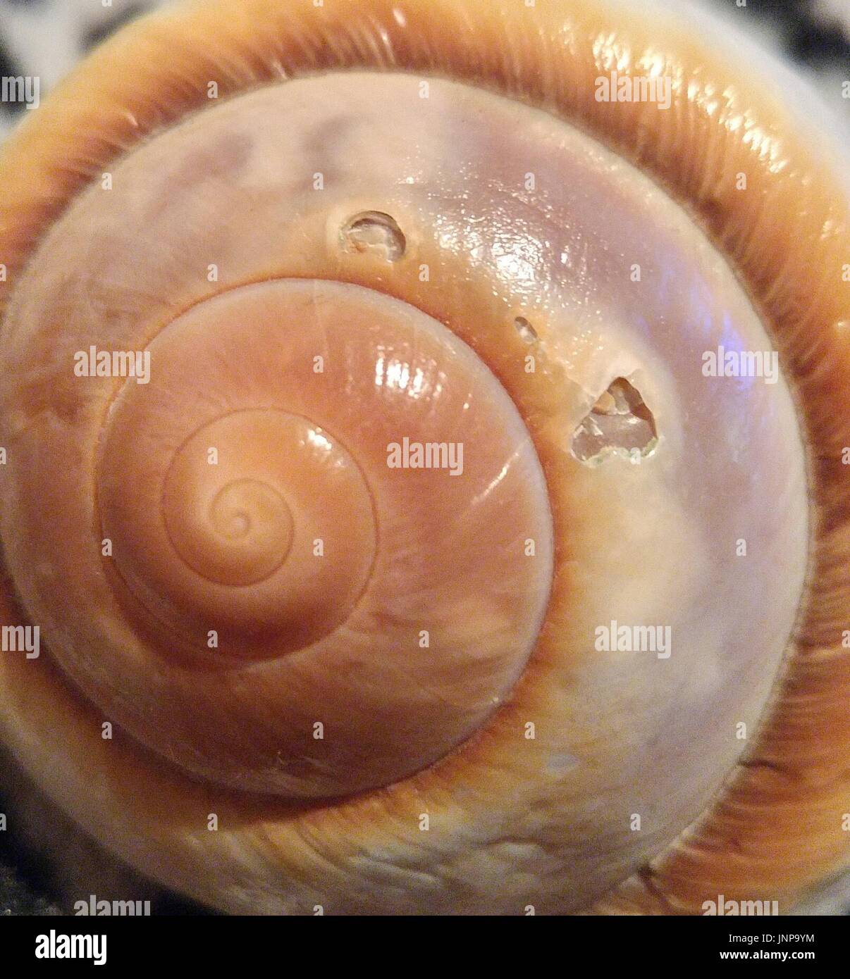 Spiral Seashell Stock Photos & Spiral Seashell Stock Images - Alamy