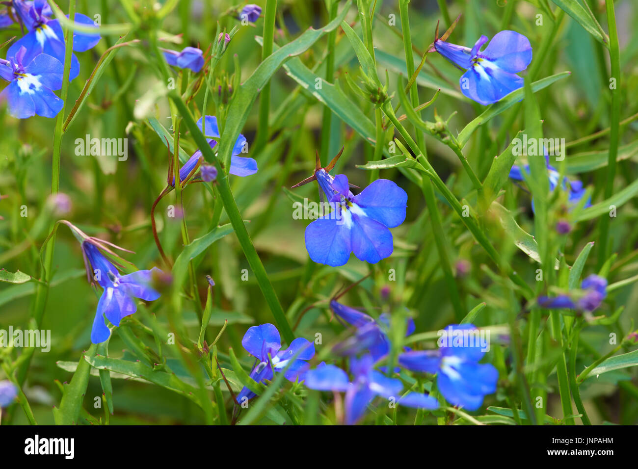 Bed of lobelia hi-res stock photography and images - Alamy