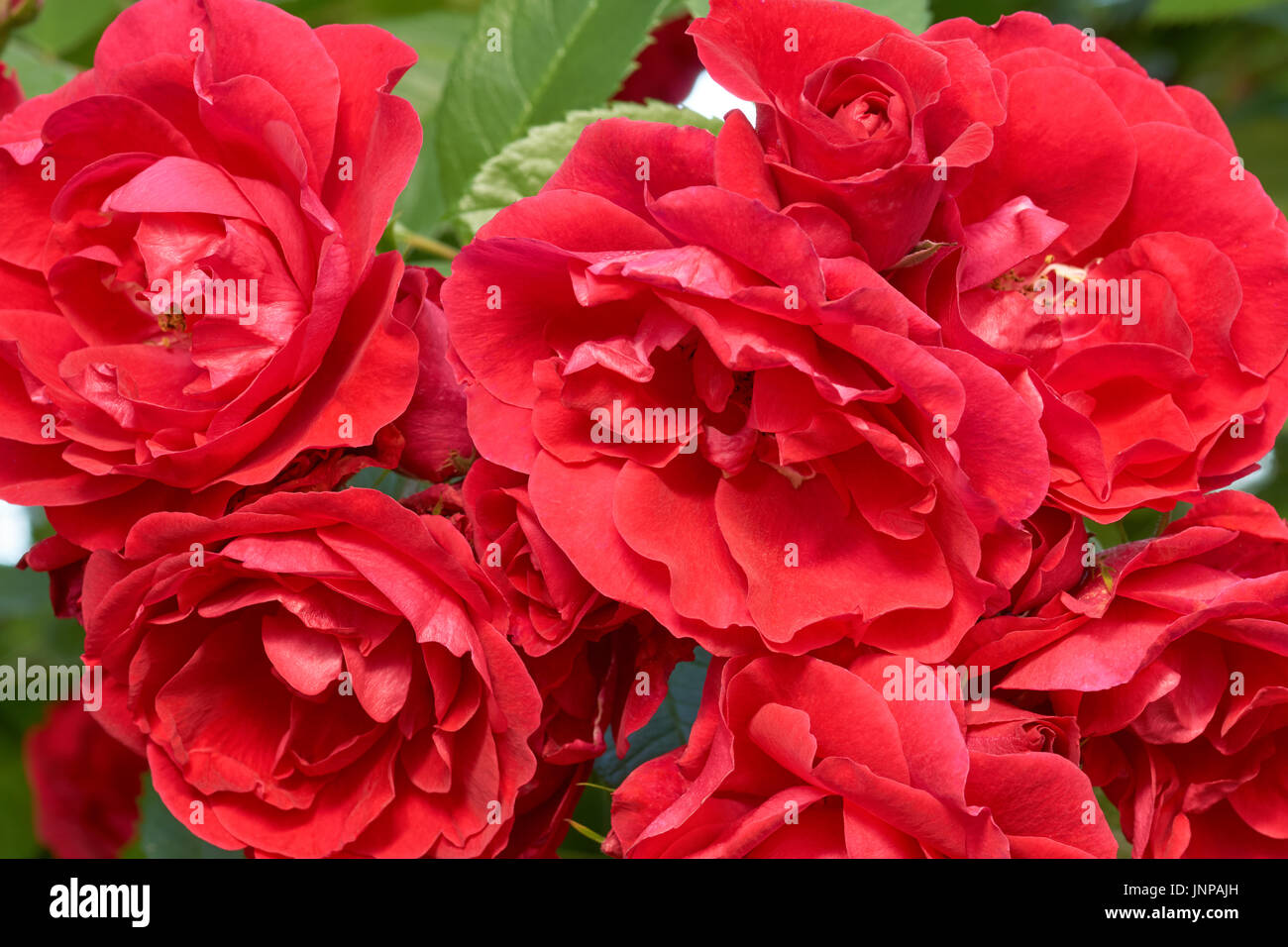 Blooming red roses grow in the garden in summer Stock Photo - Alamy