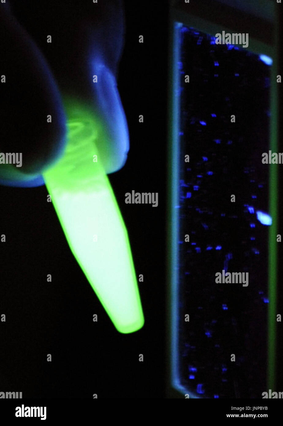 NAGOYA, Japan - Photo shows the green fluorescent protein, GFP ...