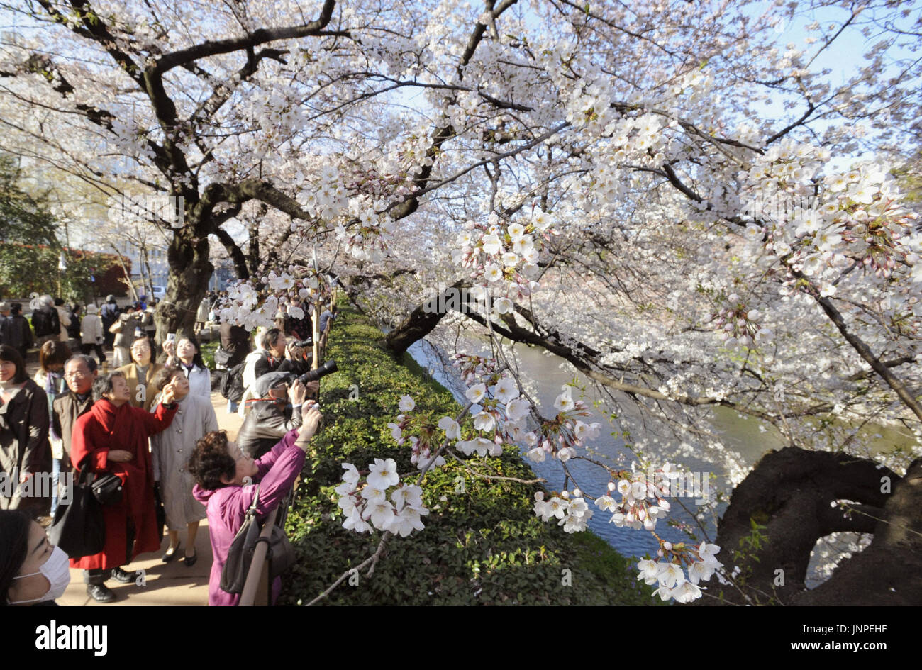 TOKYO, Japan - People view cherry blossoms at Tokyo's Chidorigafuchi ...