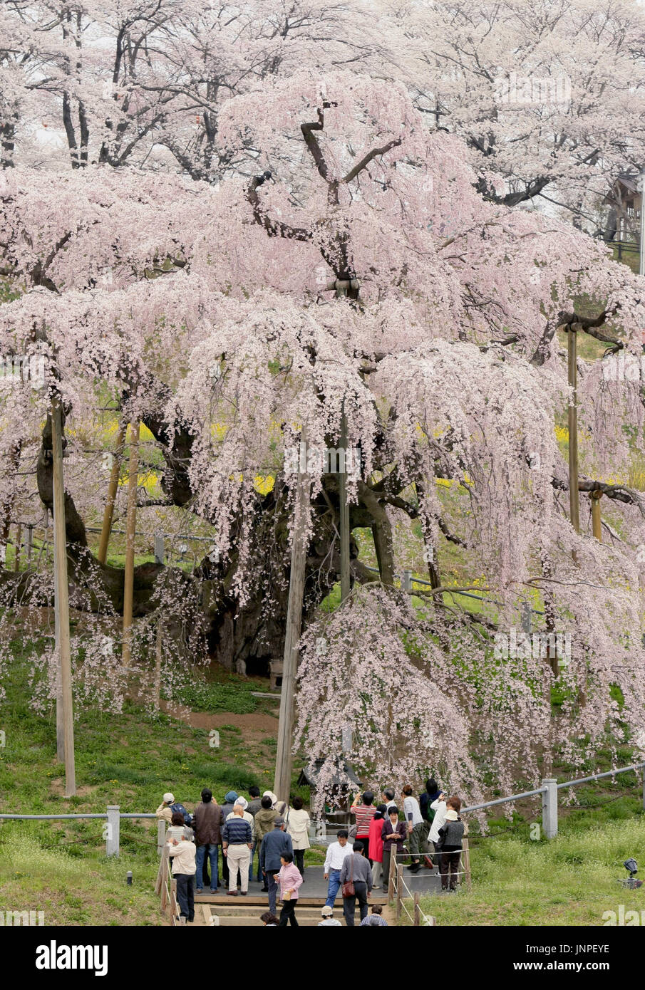 MIHARU, Japan - Tourists admire a 13.5-meter-high waterfall-like cherry ...