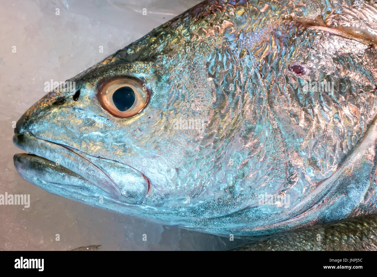 Stone bass hi-res stock photography and images - Alamy