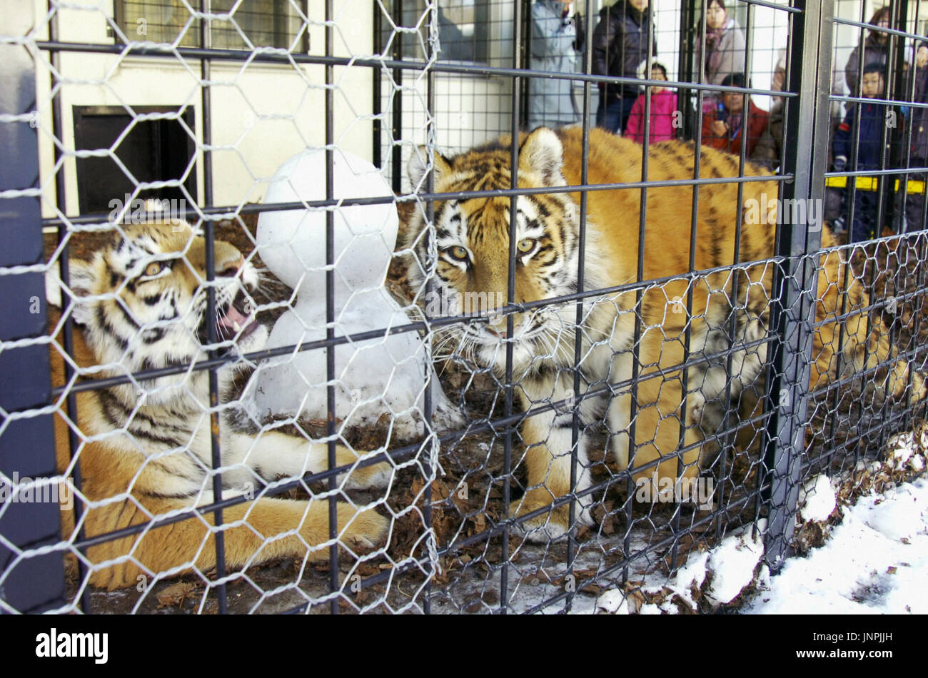 KUSHIRO, Japan - This photo, taken in January, shows disabled Siberian ...