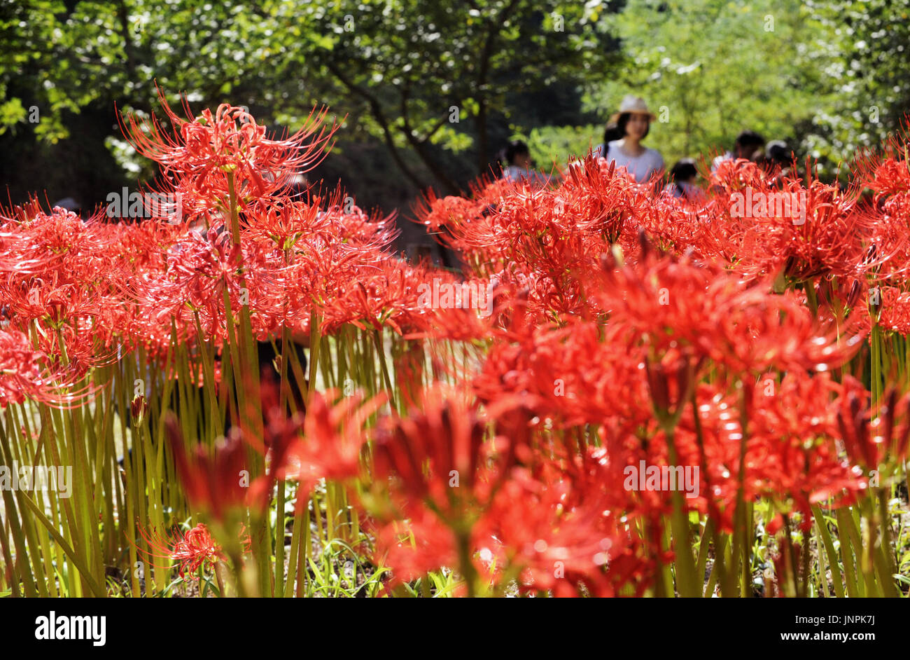 TOKYO, Japan - Red spider lilies began blooming at Kinchakuda spider ...