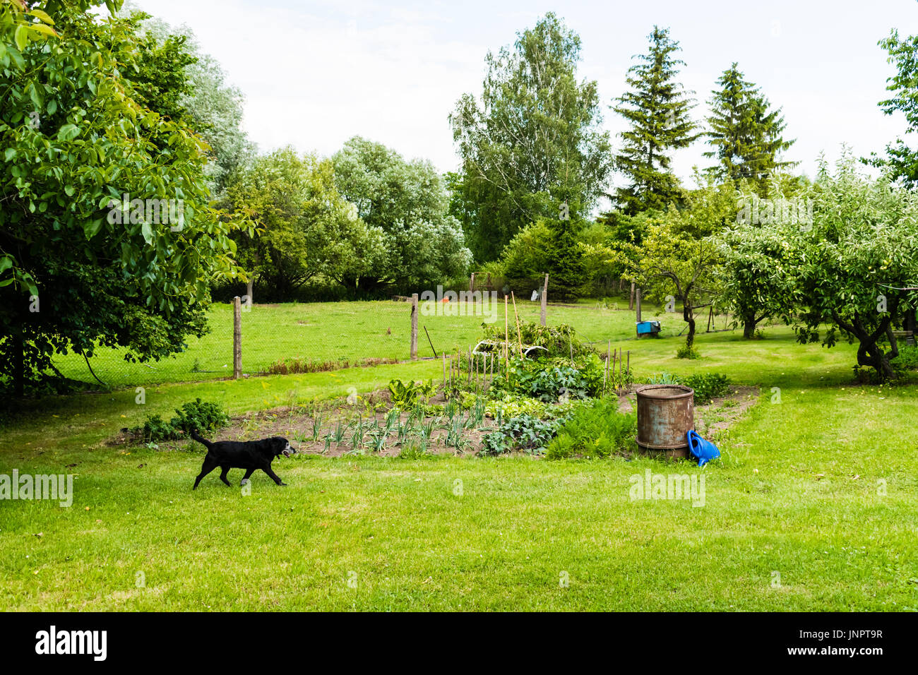 Beautiful rural garden with meadow, green grass, trees and black dog ...