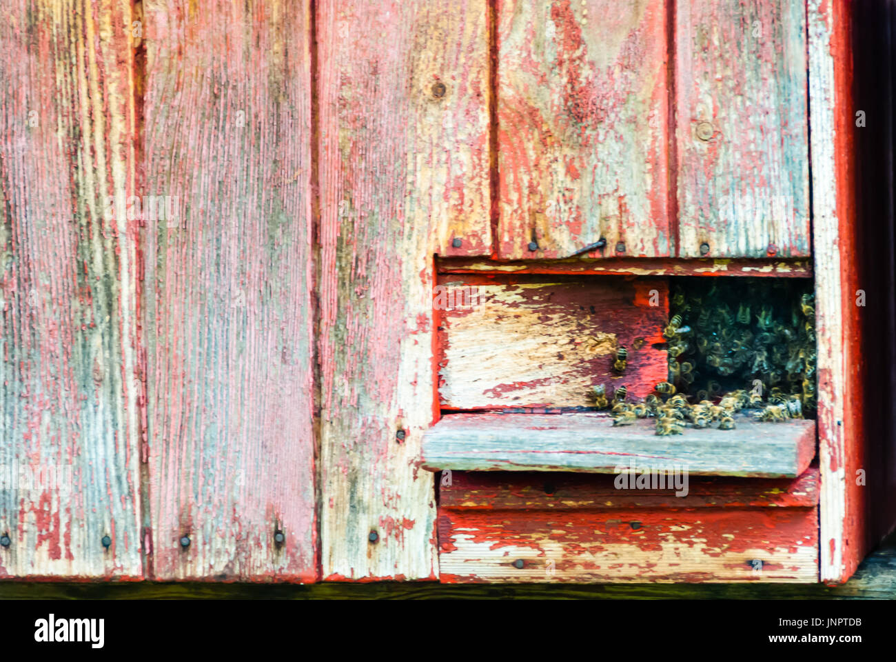 Vintage wooden apiary with bees inside Stock Photo - Alamy
