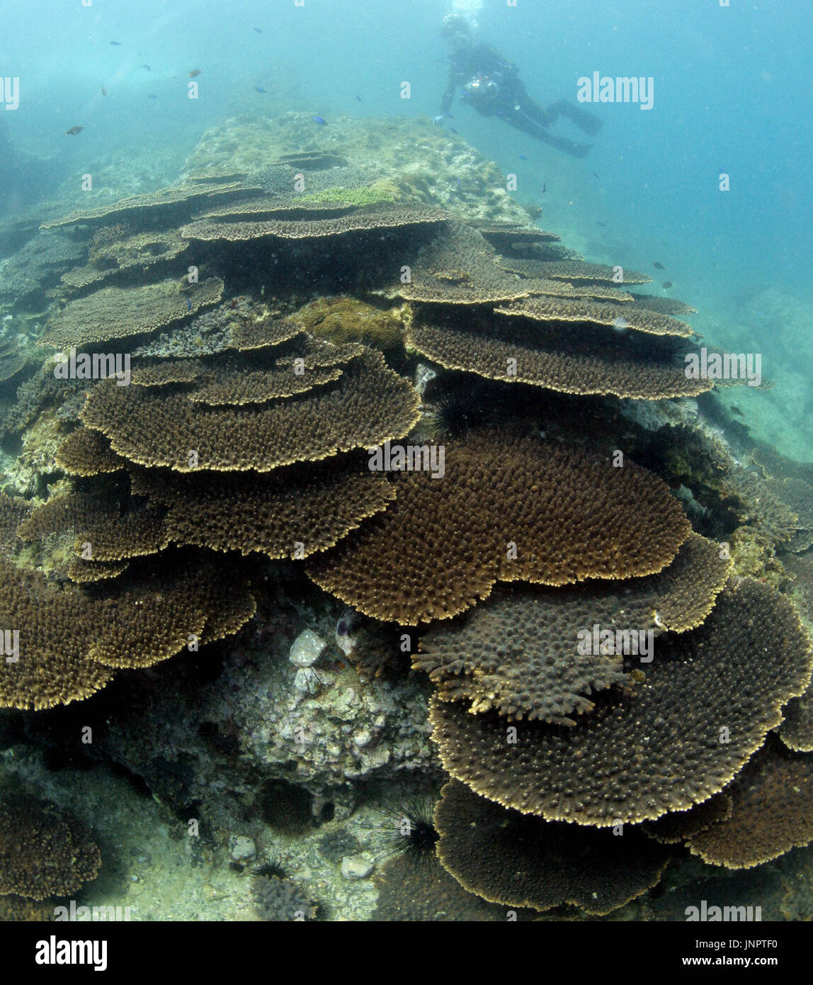 FUKUOKA, Japan - Table corals are seen growing in layers off the coast ...