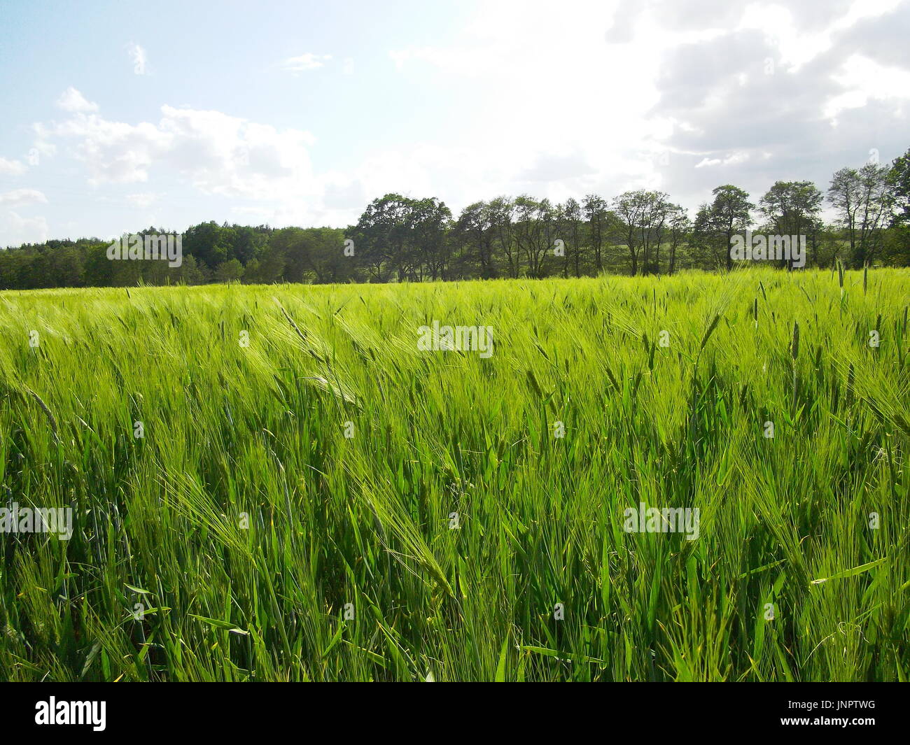 Field in the sunshine Stock Photo - Alamy