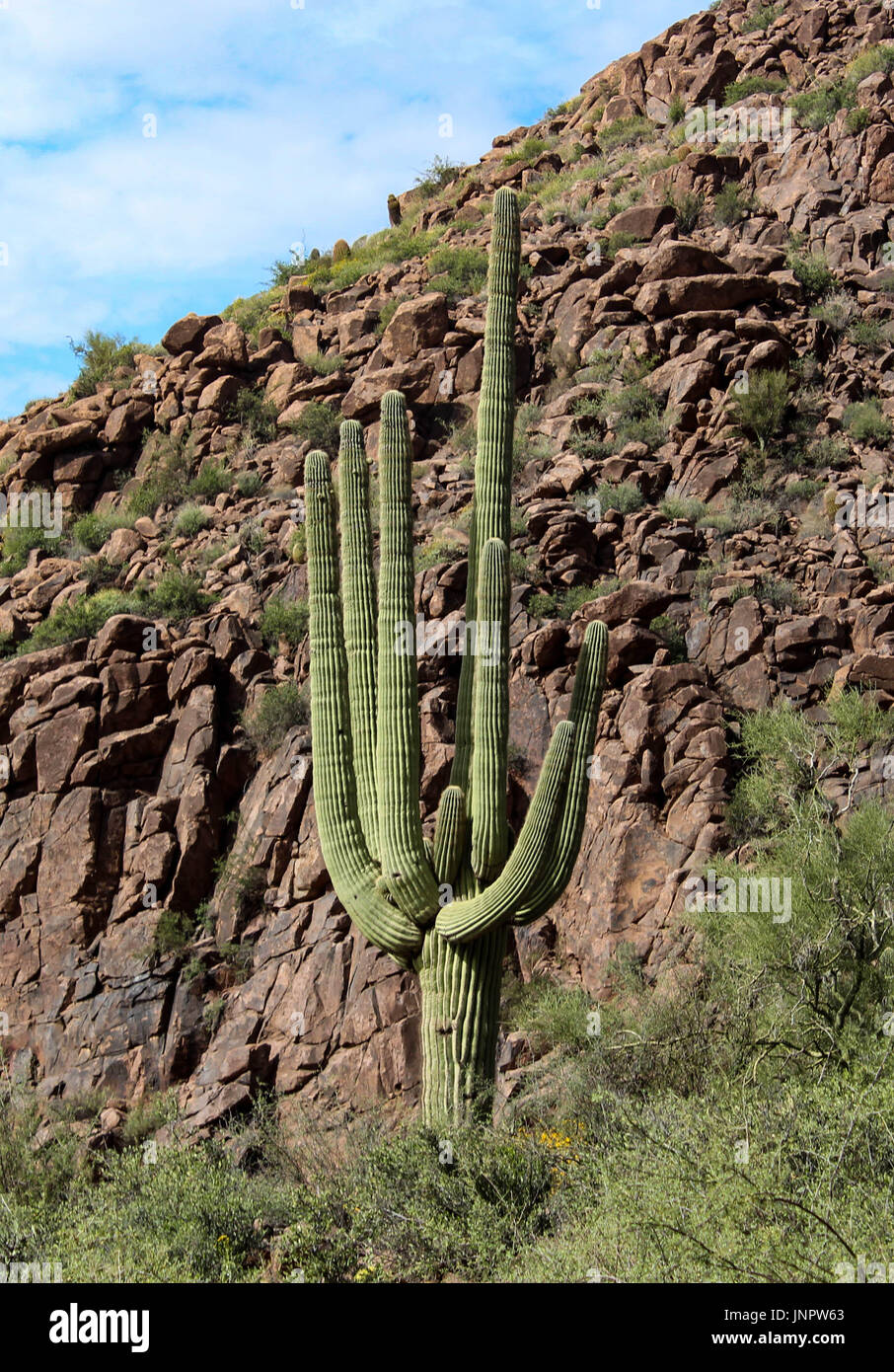 Saguaro cactus along rocky cliffs Stock Photo - Alamy
