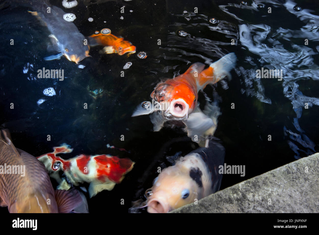 Colorful Koi fishes in the fish tank from top view Stock Photo - Alamy