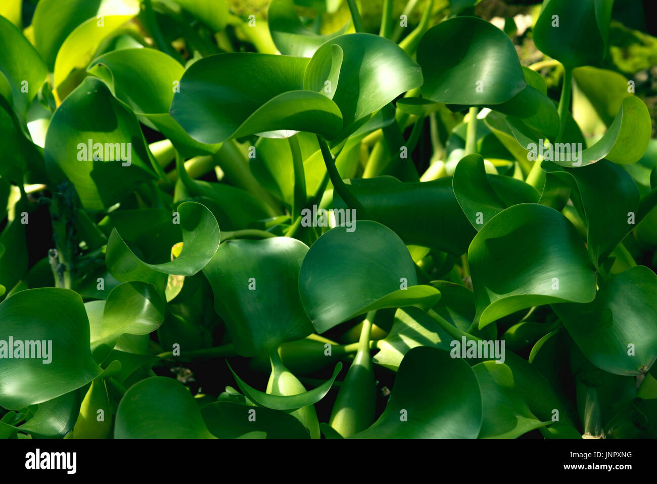Many green leaves textured background Stock Photo - Alamy