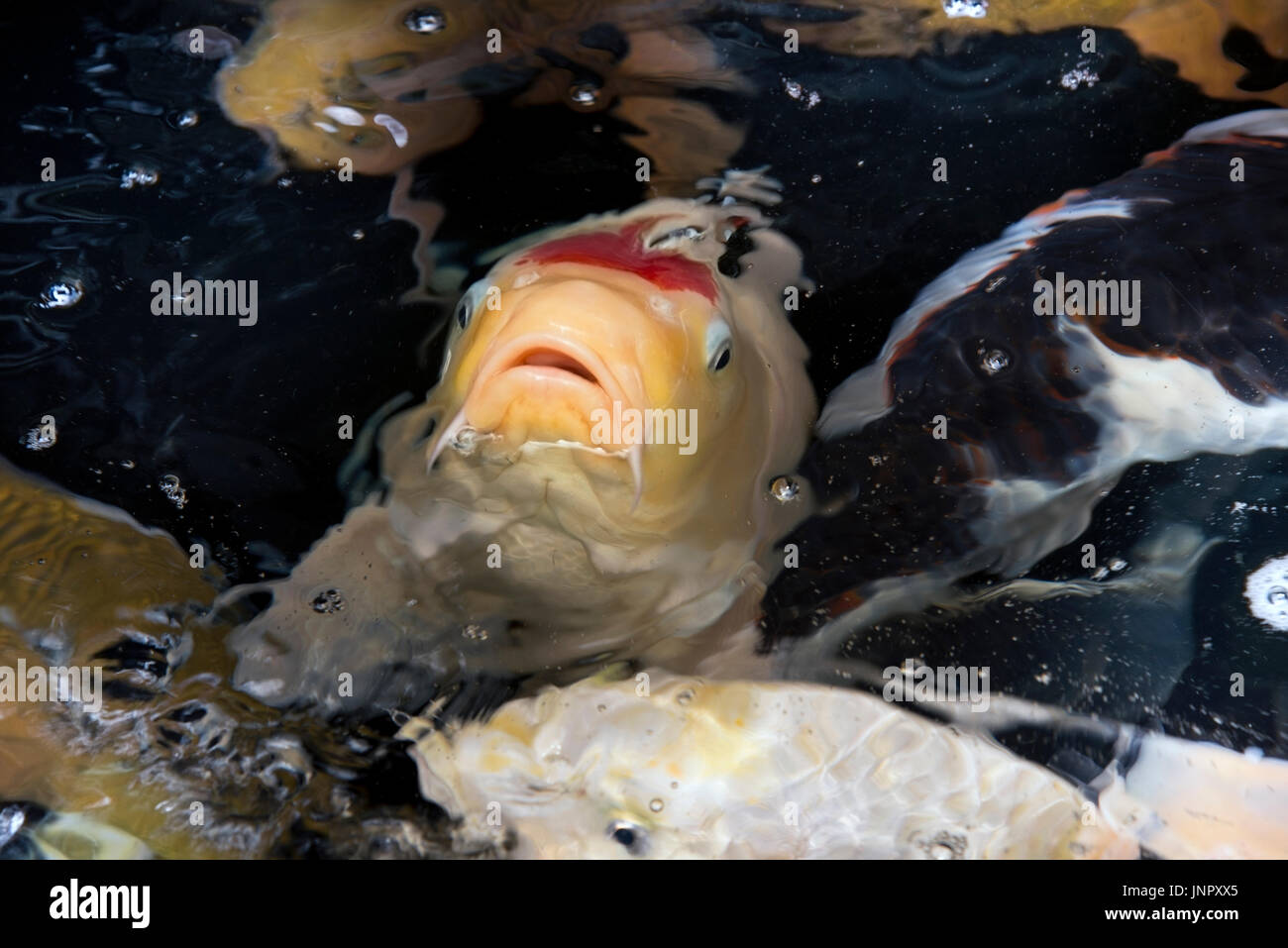 Colorful Koi fishes in the fish tank from top view Stock Photo - Alamy