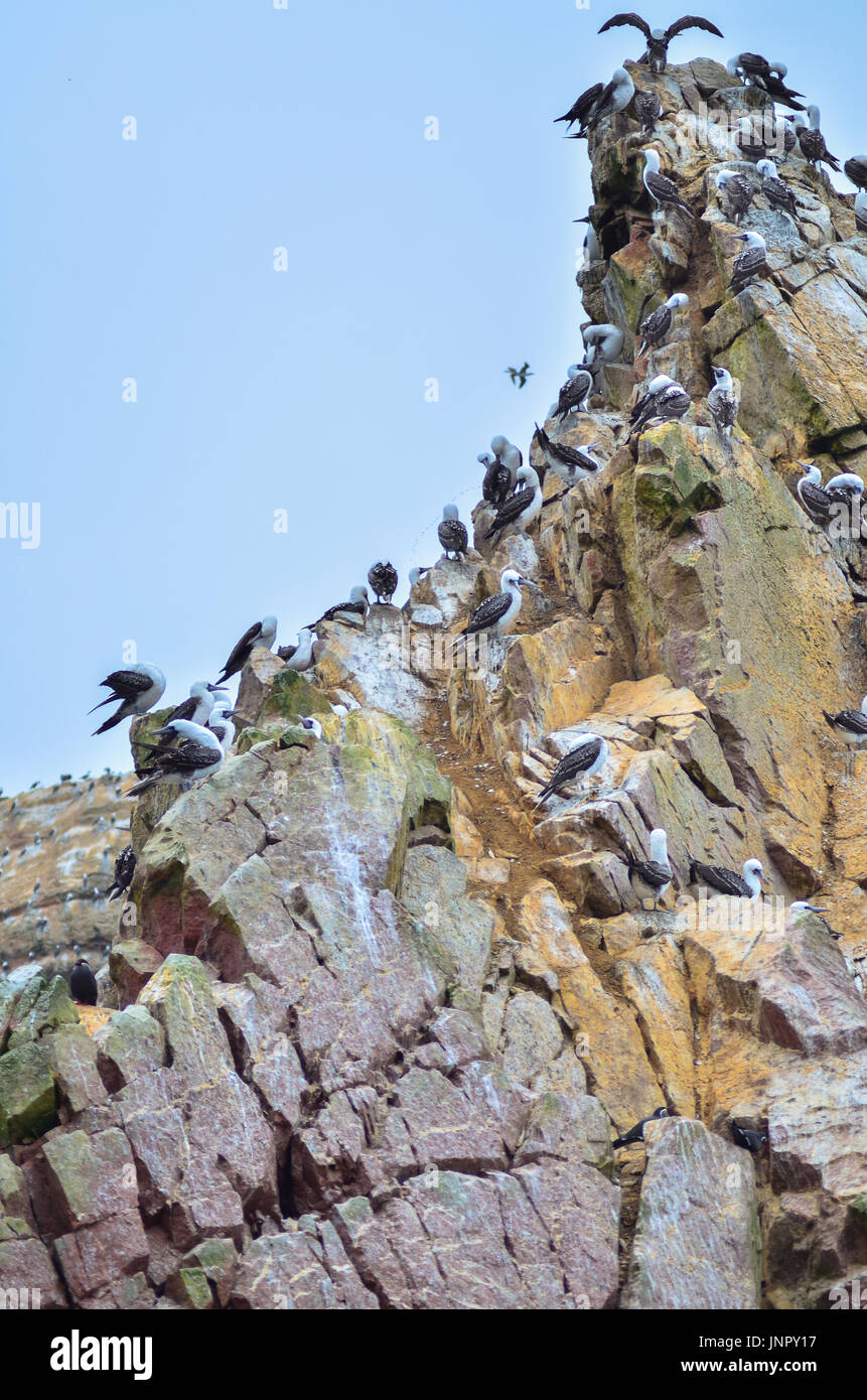 Group of birds Stock Photo - Alamy