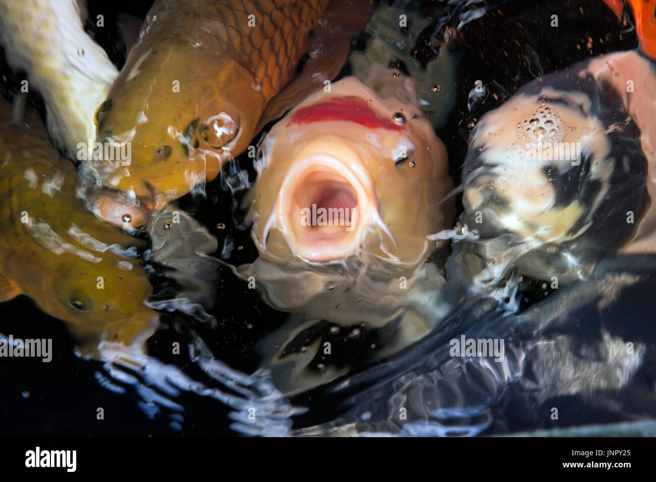Colorful Koi fishes in the fish tank from top view Stock Photo - Alamy
