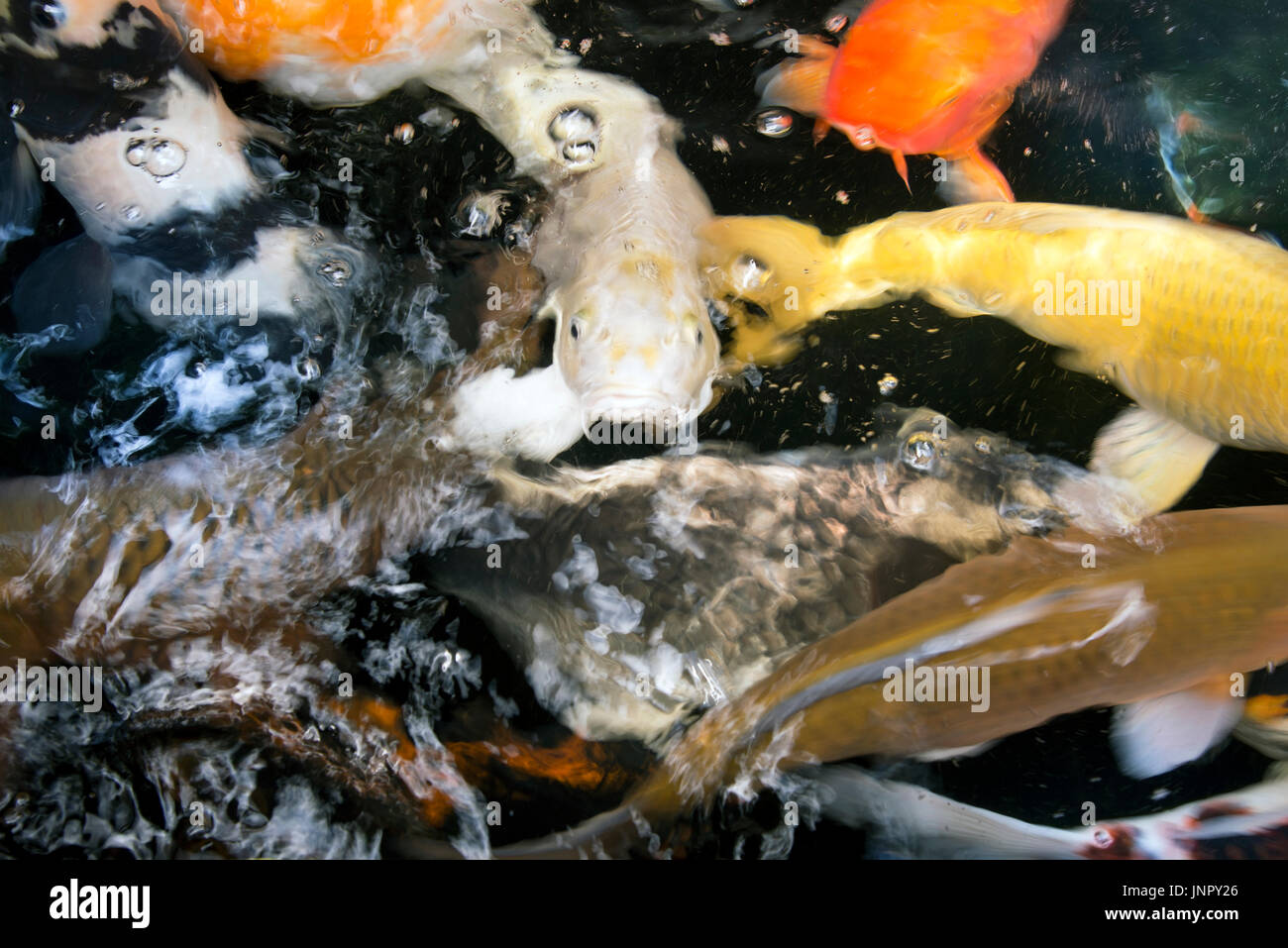 Colorful Koi fishes in the fish tank from top view Stock Photo - Alamy