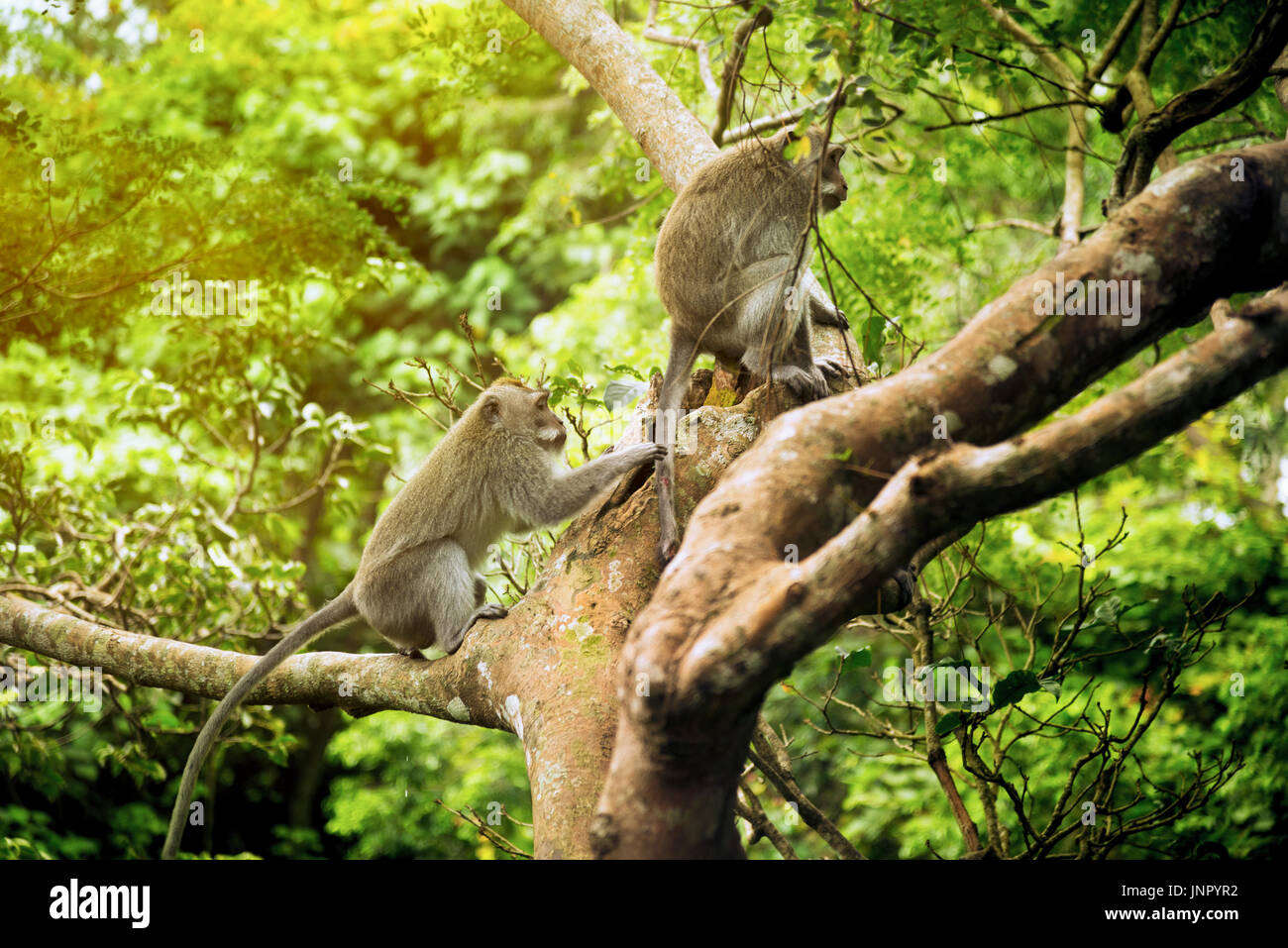 Top two monkeys hi-res stock photography and images - Alamy