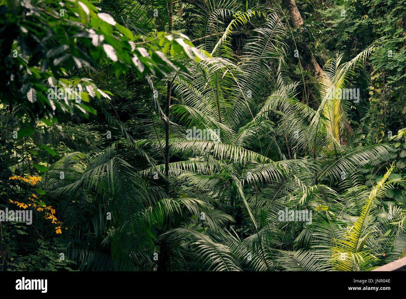 Tropical Trees and leaves textured background Stock Photo - Alamy