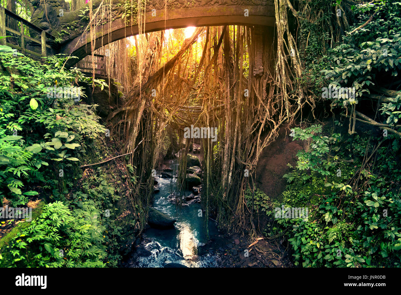 Tropical rain forest and little stream and bridge Stock Photo - Alamy