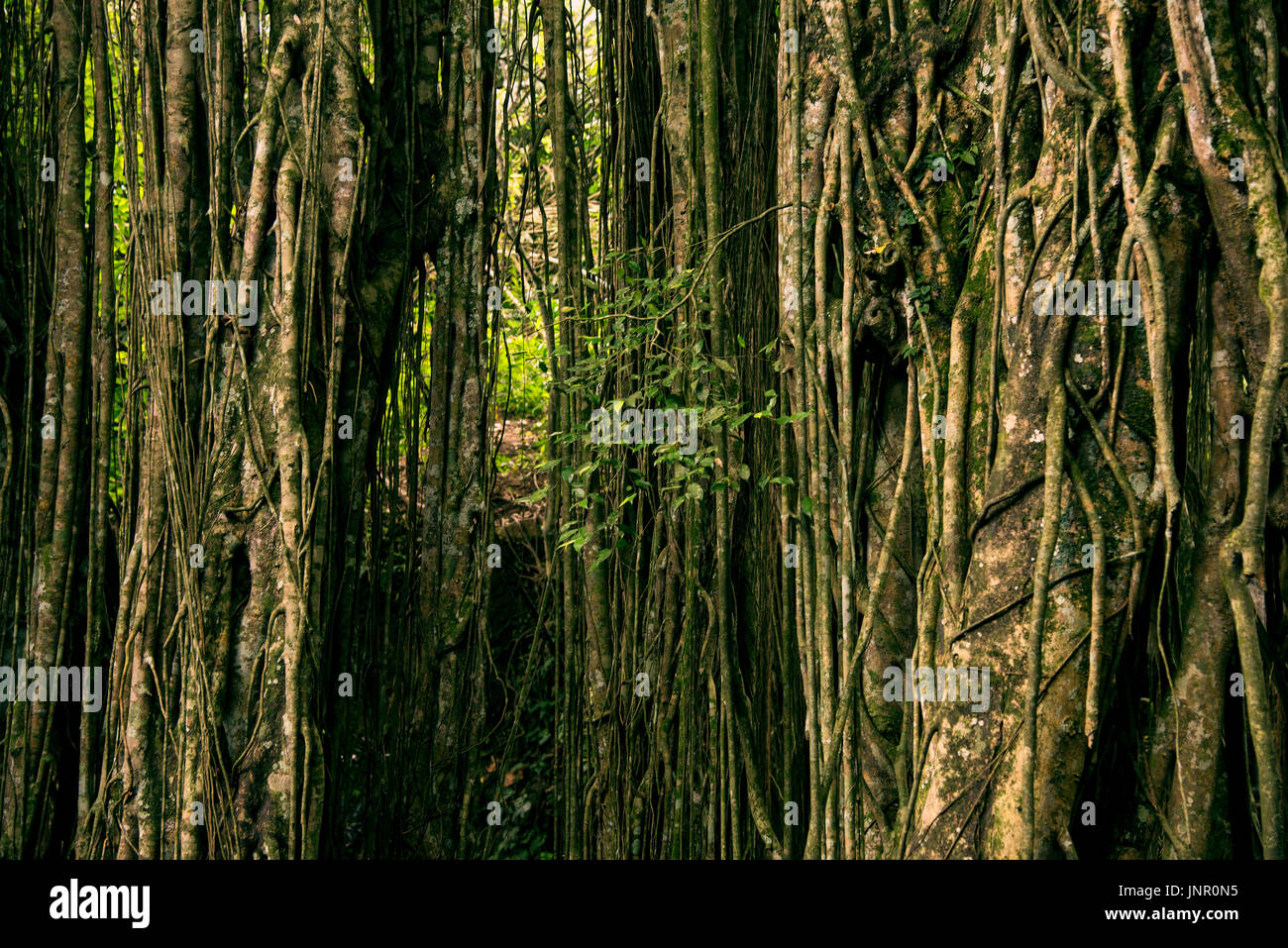 Tropical dry forest hi-res stock photography and images - Alamy