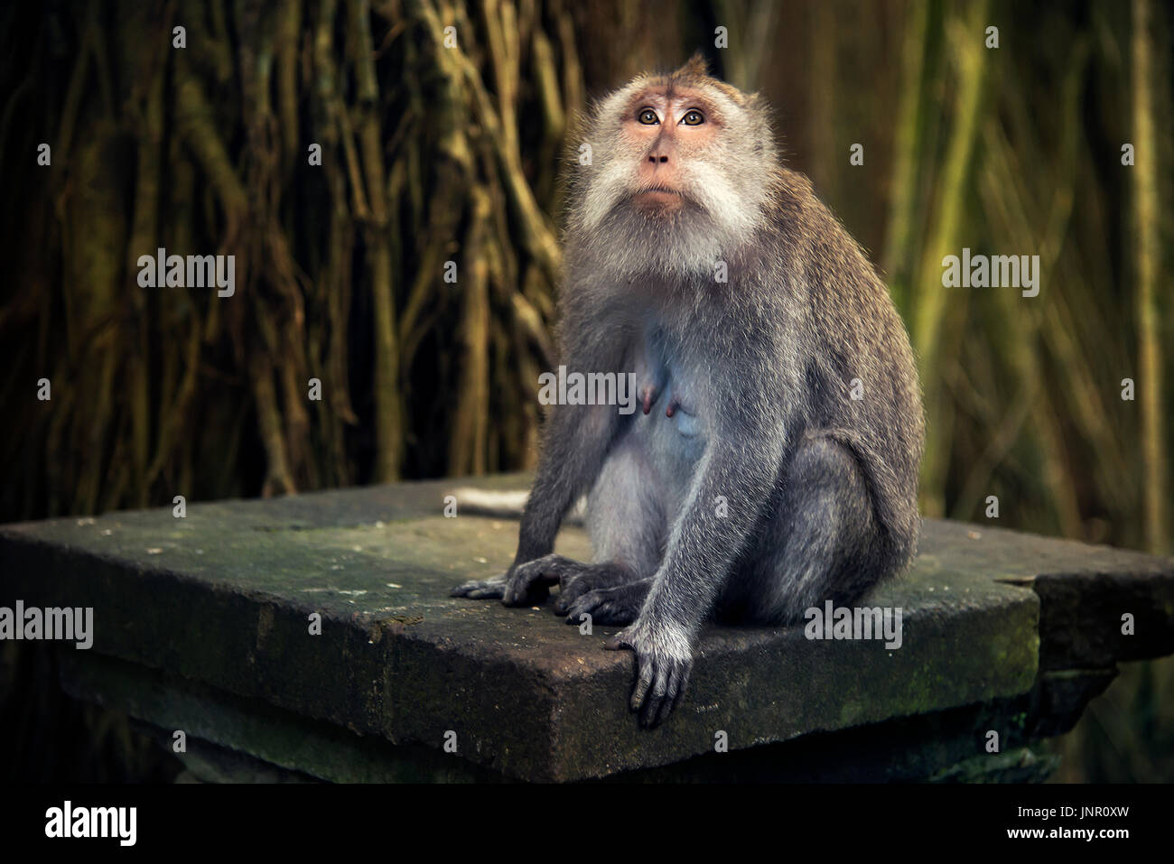 Looking up monkey portrait in Sacred Monkey Forest Sanctuary Stock ...