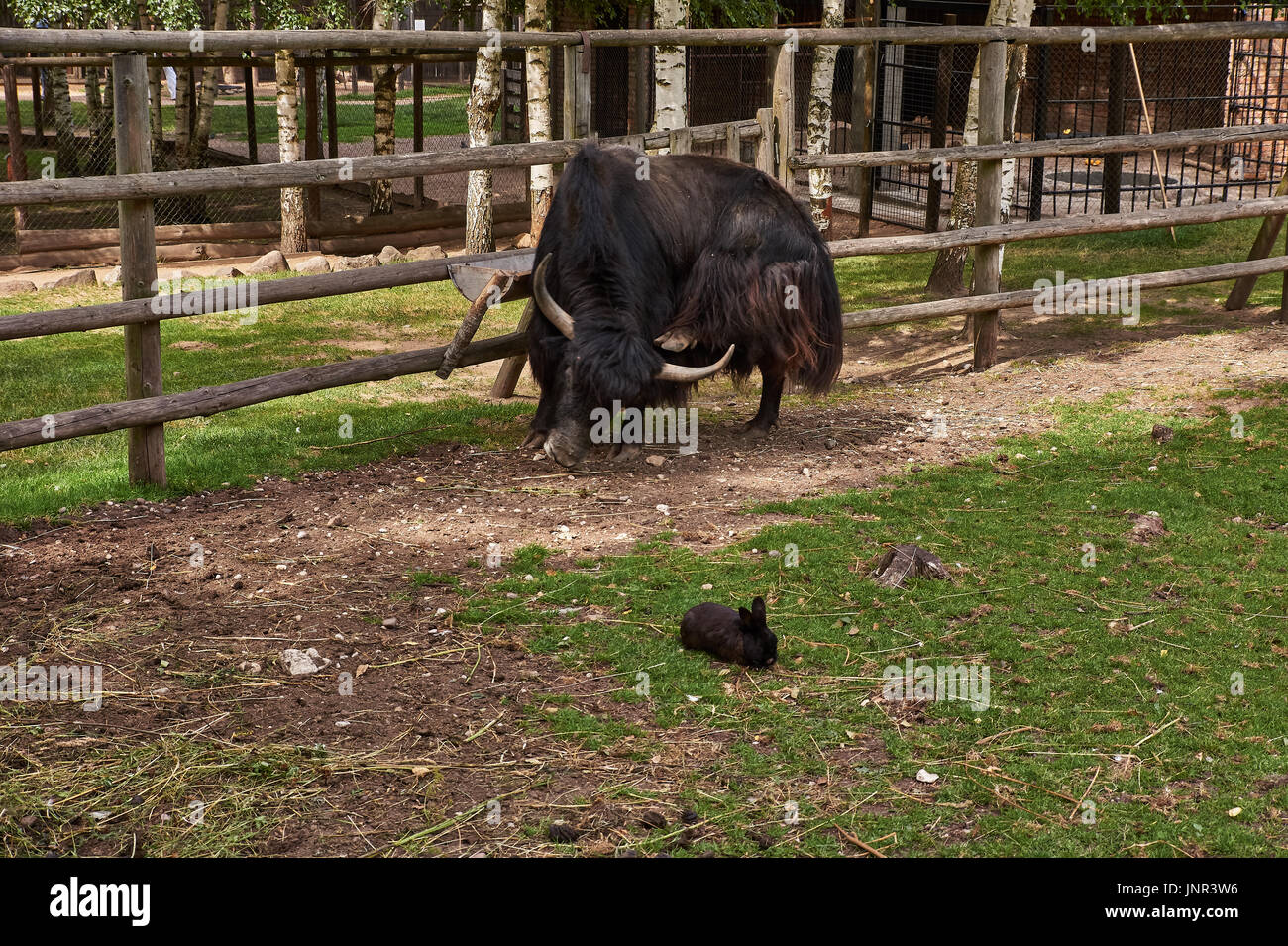 The Bison catches up with the rabbit. The black bison is chased by a ...
