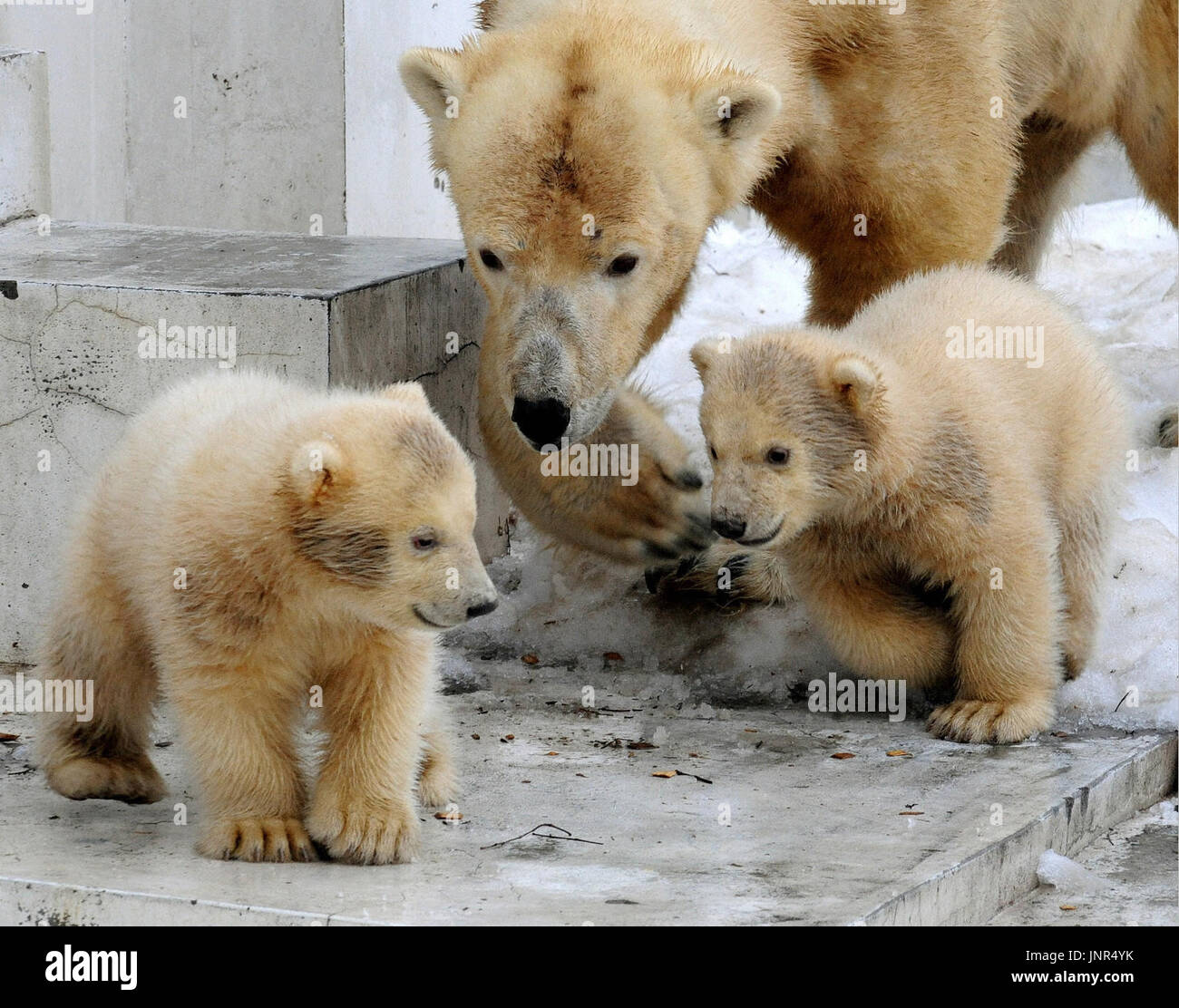 SAPPORO, Japan - Twin bear cubs, together with their mother (C), are ...