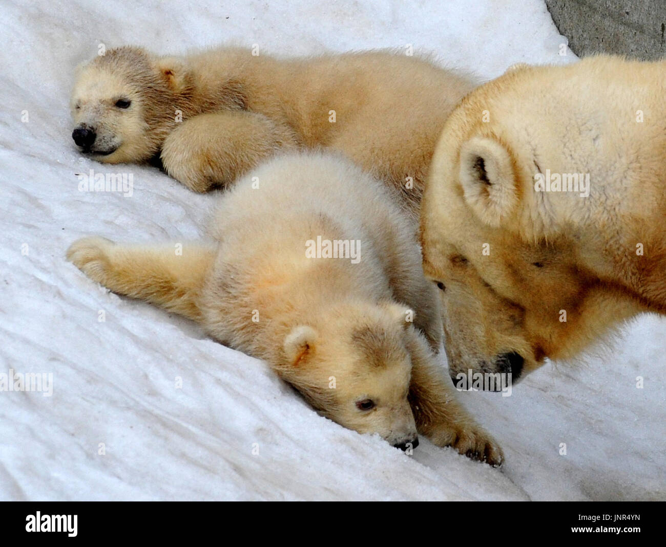SAPPORO, Japan - Twin bear cubs, together with their mother (R), are ...